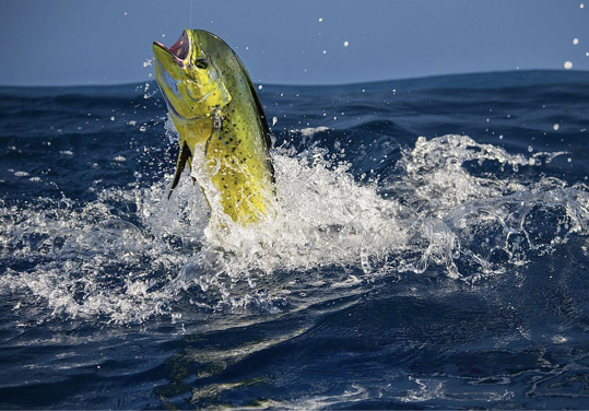 Anthony Mazzo Guide To Catch and Release